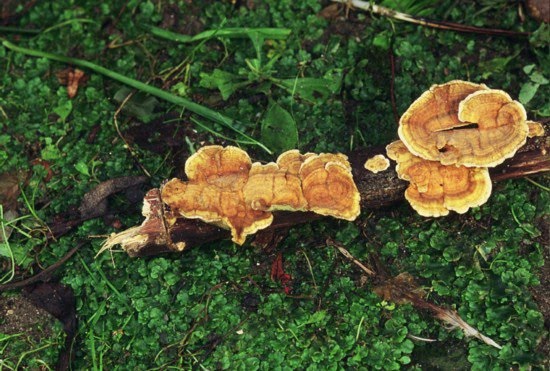 FUNGOS DE GALLAECIA Y NORTE DE LUSITANIA: APHYLLOPHORALES A